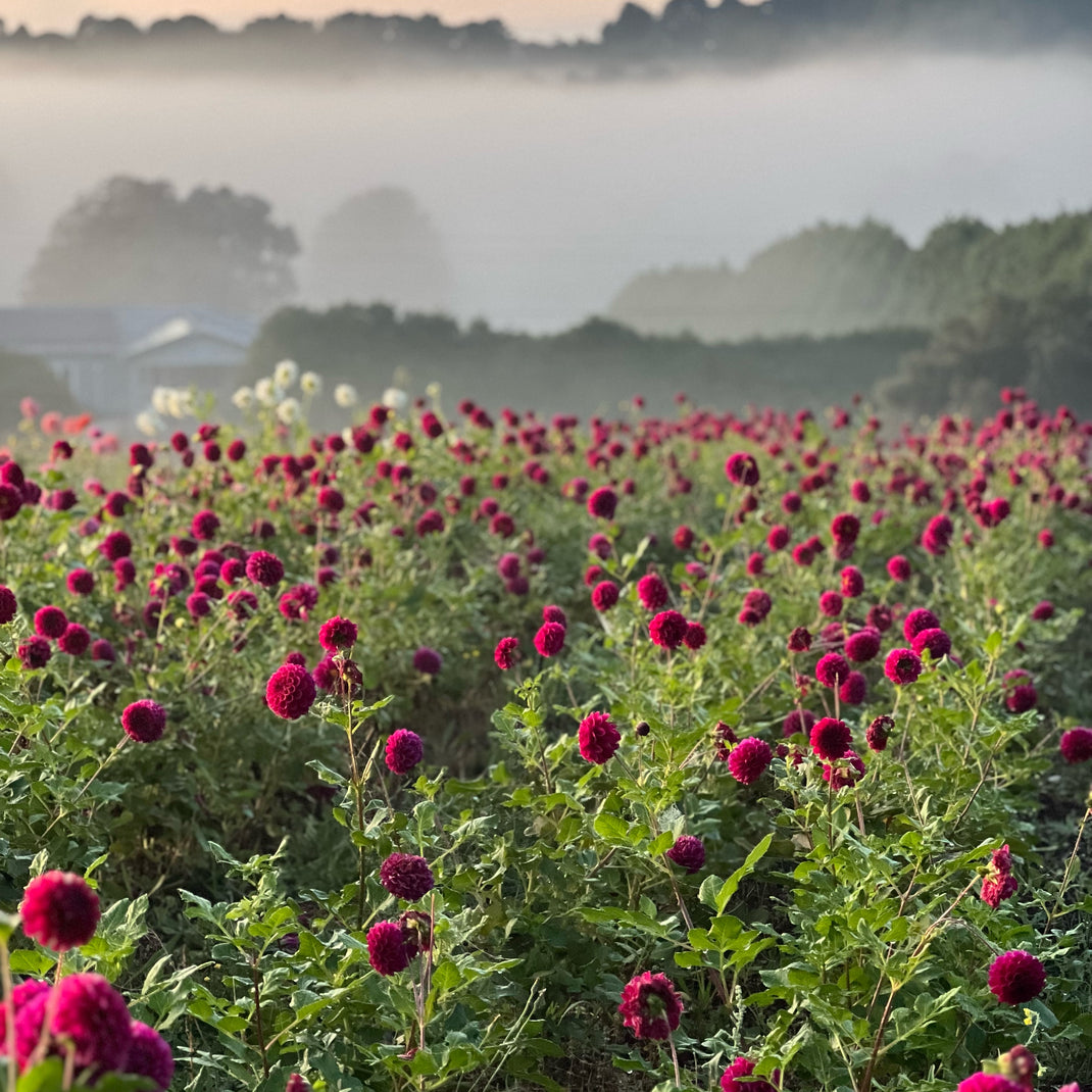 Flower Farm | Botaniculture – botaniculture