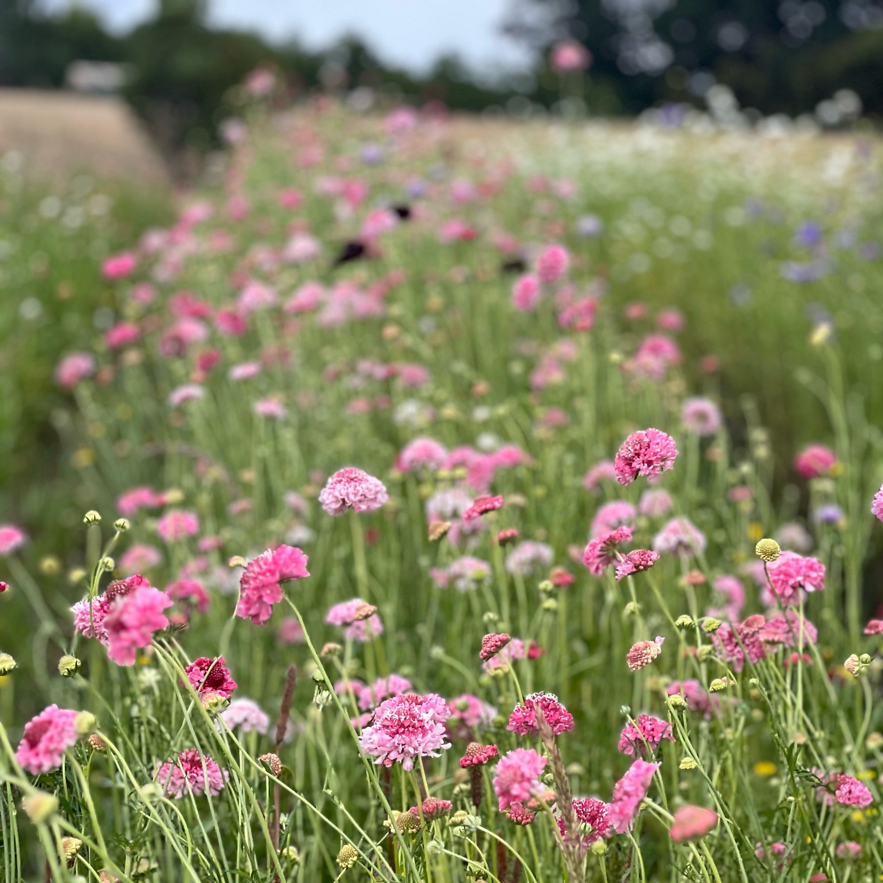 Flower Farm | Botaniculture – botaniculture