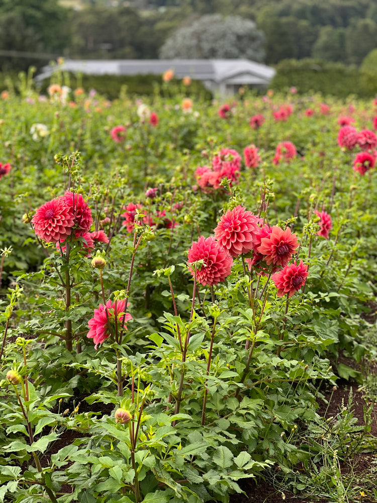 Botaniculture | Farm-Grown Flowers & Delivery Melbourne – botaniculture